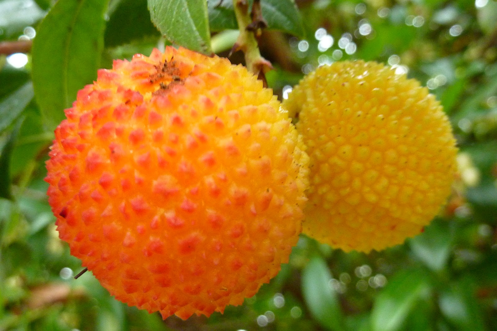 Piccalilli Pie: Strawberry Tree Fruit: Betcha Can't Even Eat Just One
