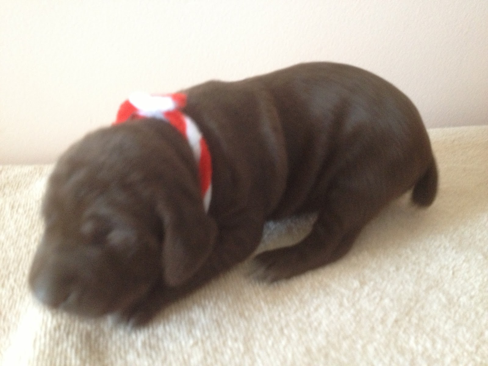 Prairie Pointer German Shorthaired Pointers: Red/White Male