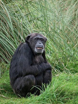 Let's Talk Primates: Female chimps are more likely than males to use ...