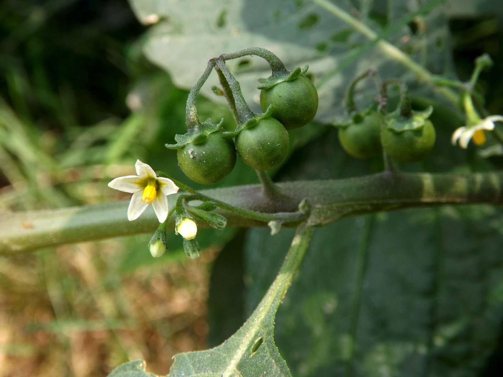 Solanum Nigrum Flower