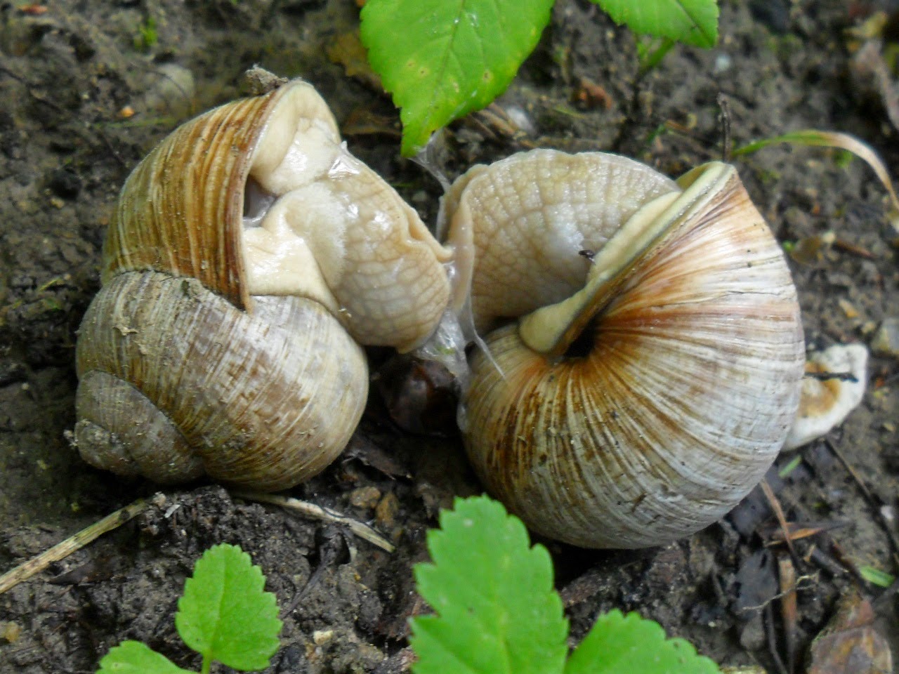 Molentak: tweeslachtig