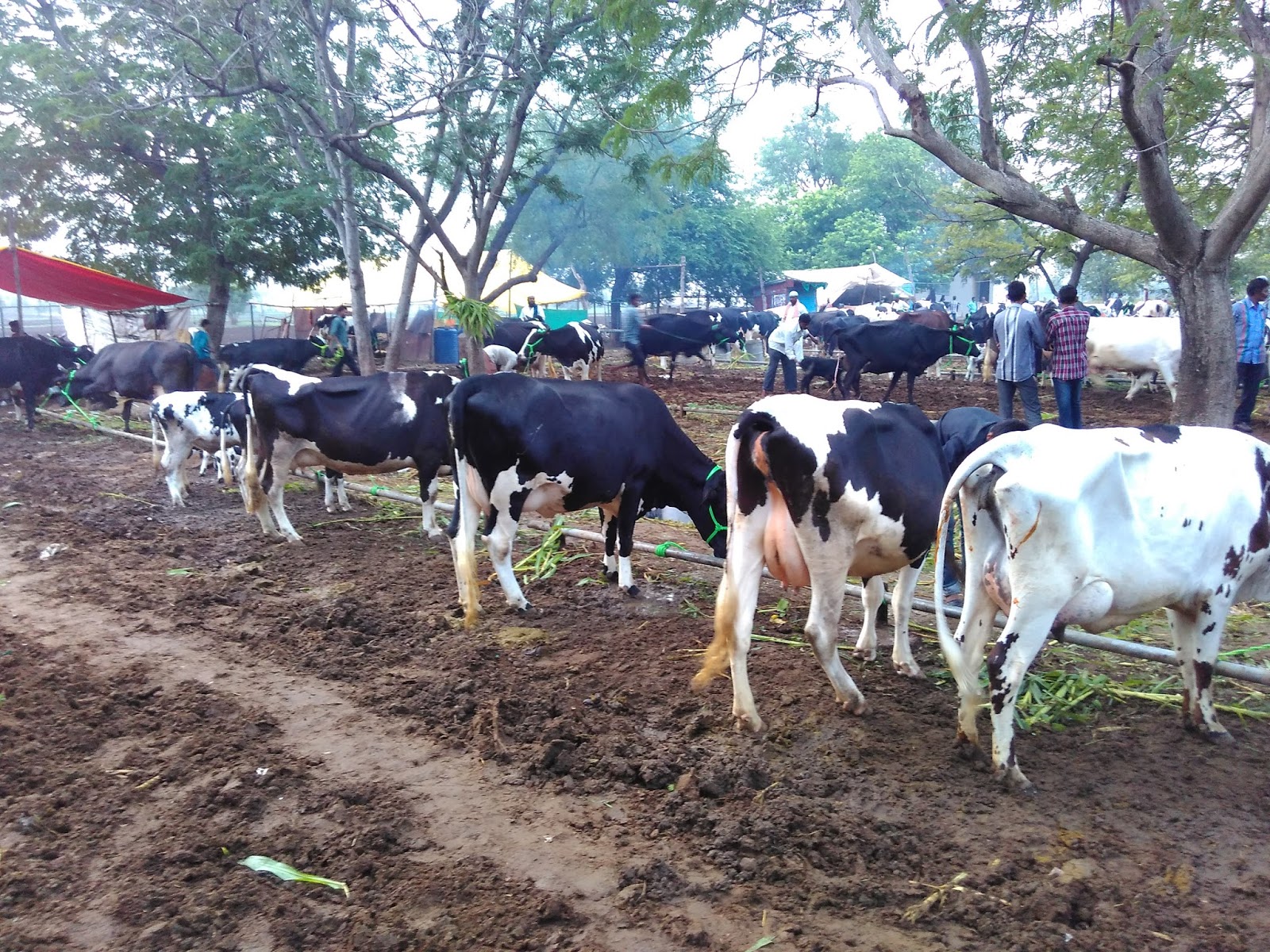 Dairy And Farming: Where to buy HF(holstein friesian) cows in Maharashtra
