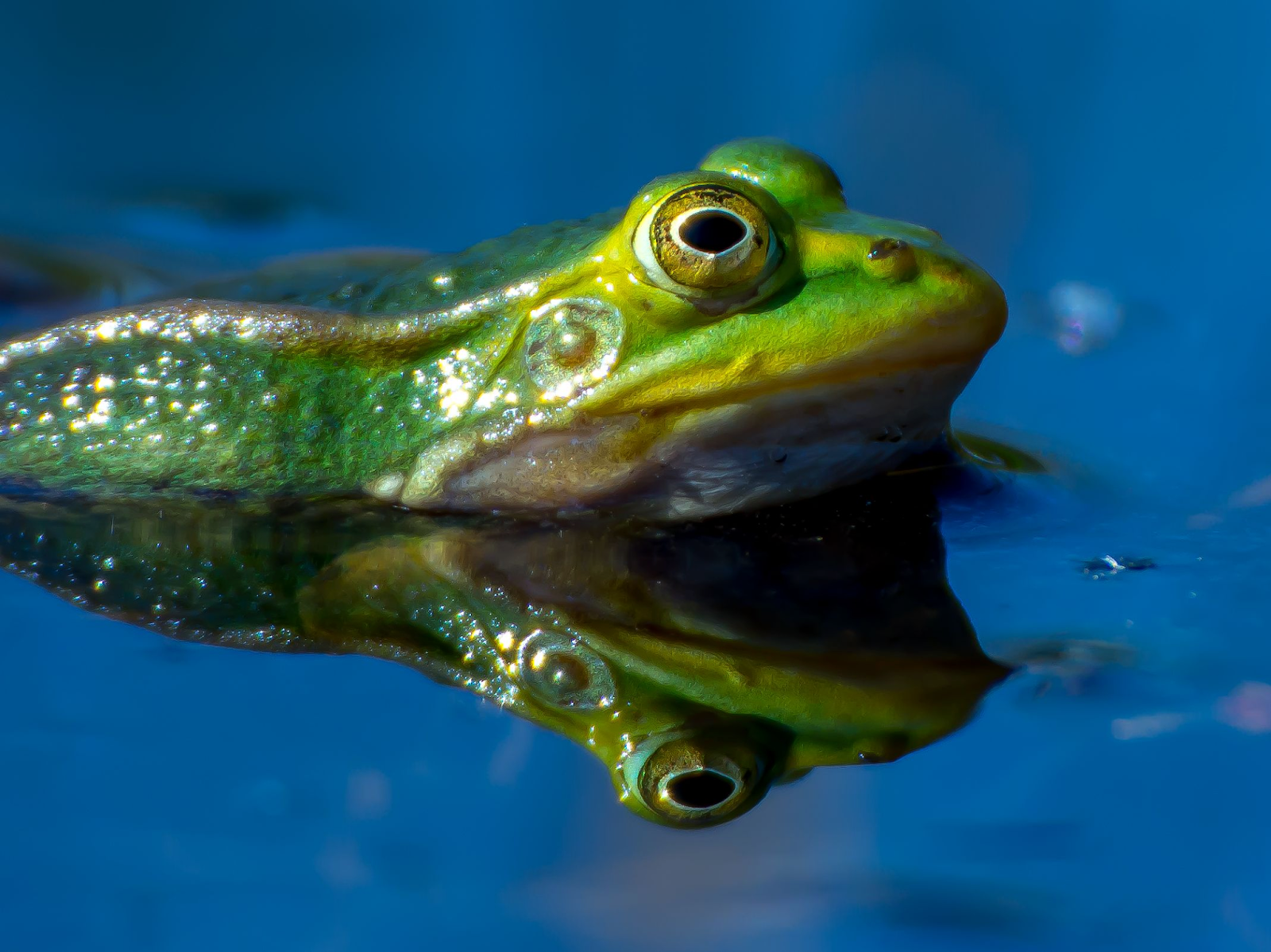 GitHub - Endote/Frog-Clasifier: A simple app to clasify frogs in python.