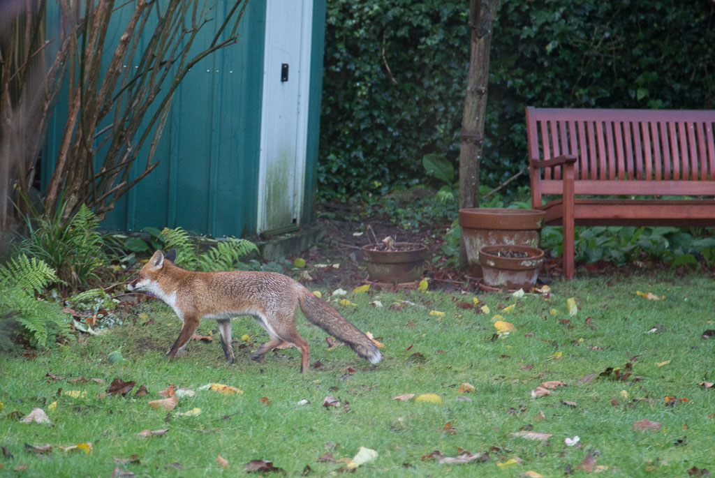 Shadows & Light: Fox on Fence