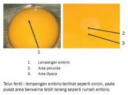 Embriologi Selalu DIhati: PERKEMBANGAN EMBRIO AYAM