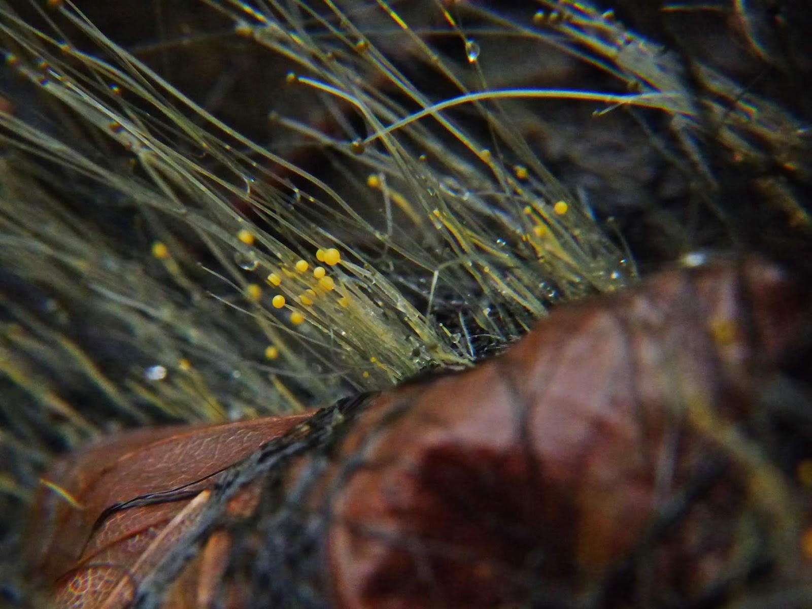 Setas y Hongos de Tineo : PHYCOMYCES NITENS (C. Agardh) Kunze