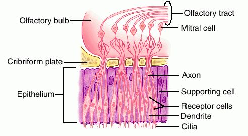 La Mitocondria: Nuestros tejidos VI: Tejidos epiteliales (epitelio ...