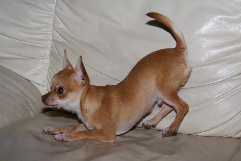 Fotos tiernas de perrito chiguagua | IMAGENES, FRASES, POEMAS, PARA ...