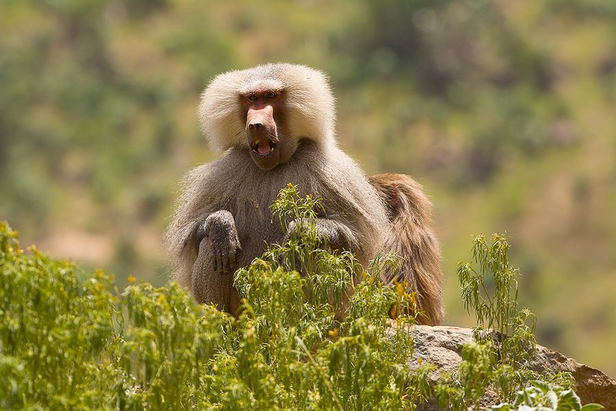 Birds of Saudi Arabia: Hamadryas Baboon Raydah Escarpment near Abha ...