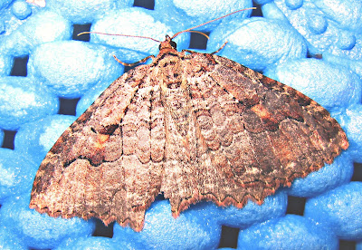 The Bodhi Chicklet: November 2011