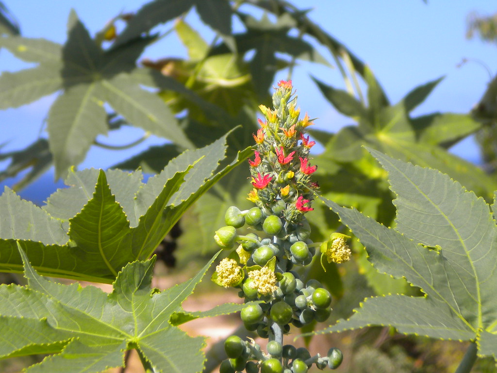 Hiking Curaçao - Flora and Fauna: Along the trails