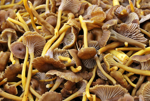 Mor-Mia´s: Trattkantareller i massor