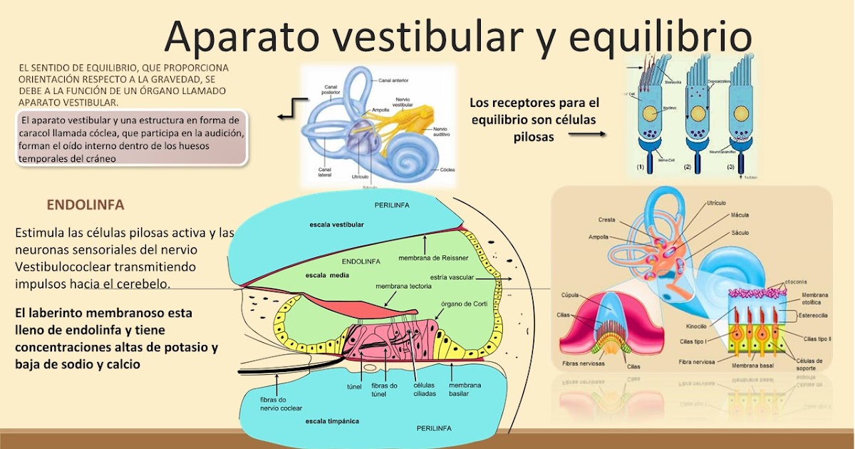 Aparato vestibular y equilibrio