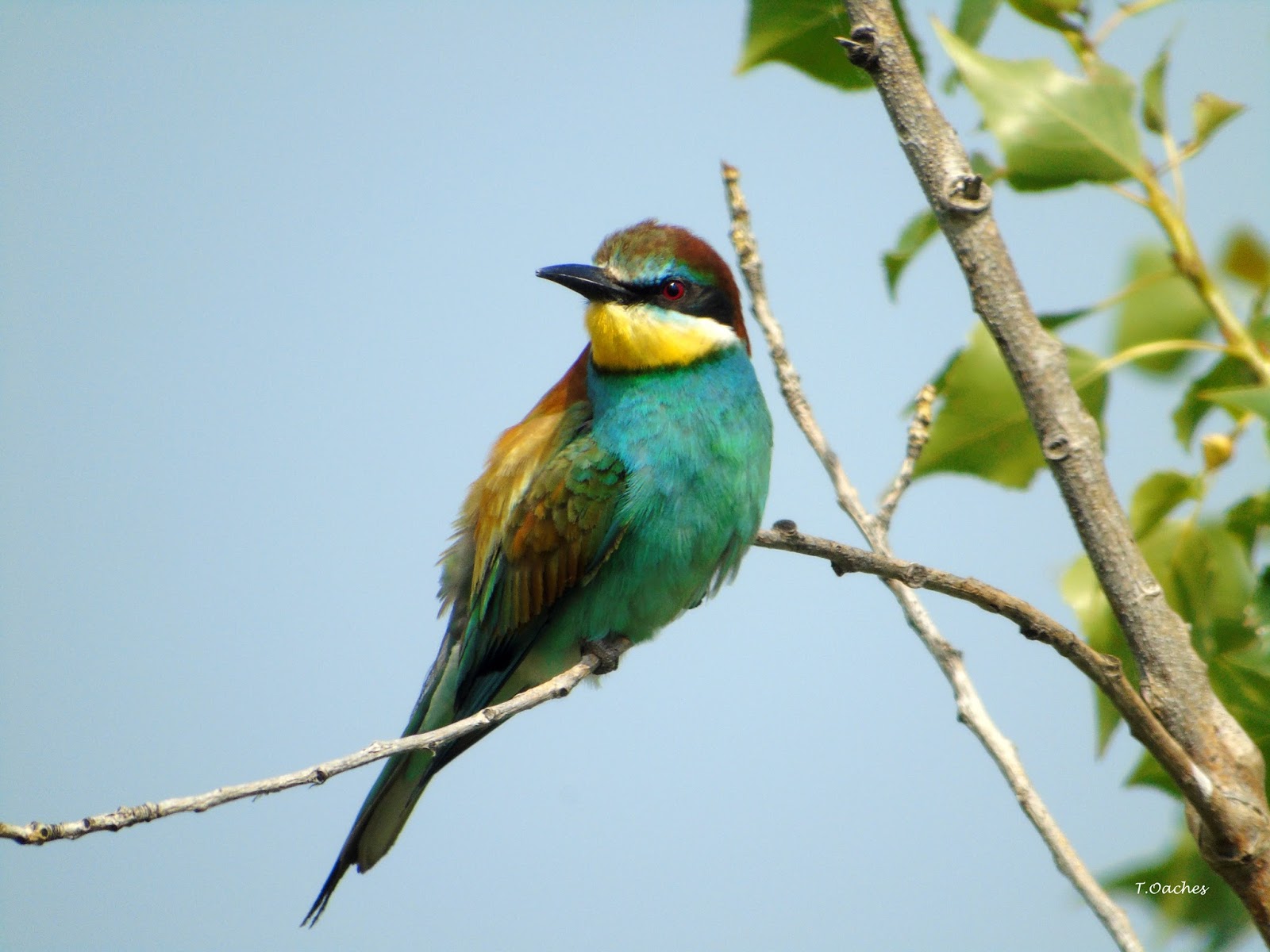 PASARI DIN ROMANIA: PRIGORIE, Merops apiaster