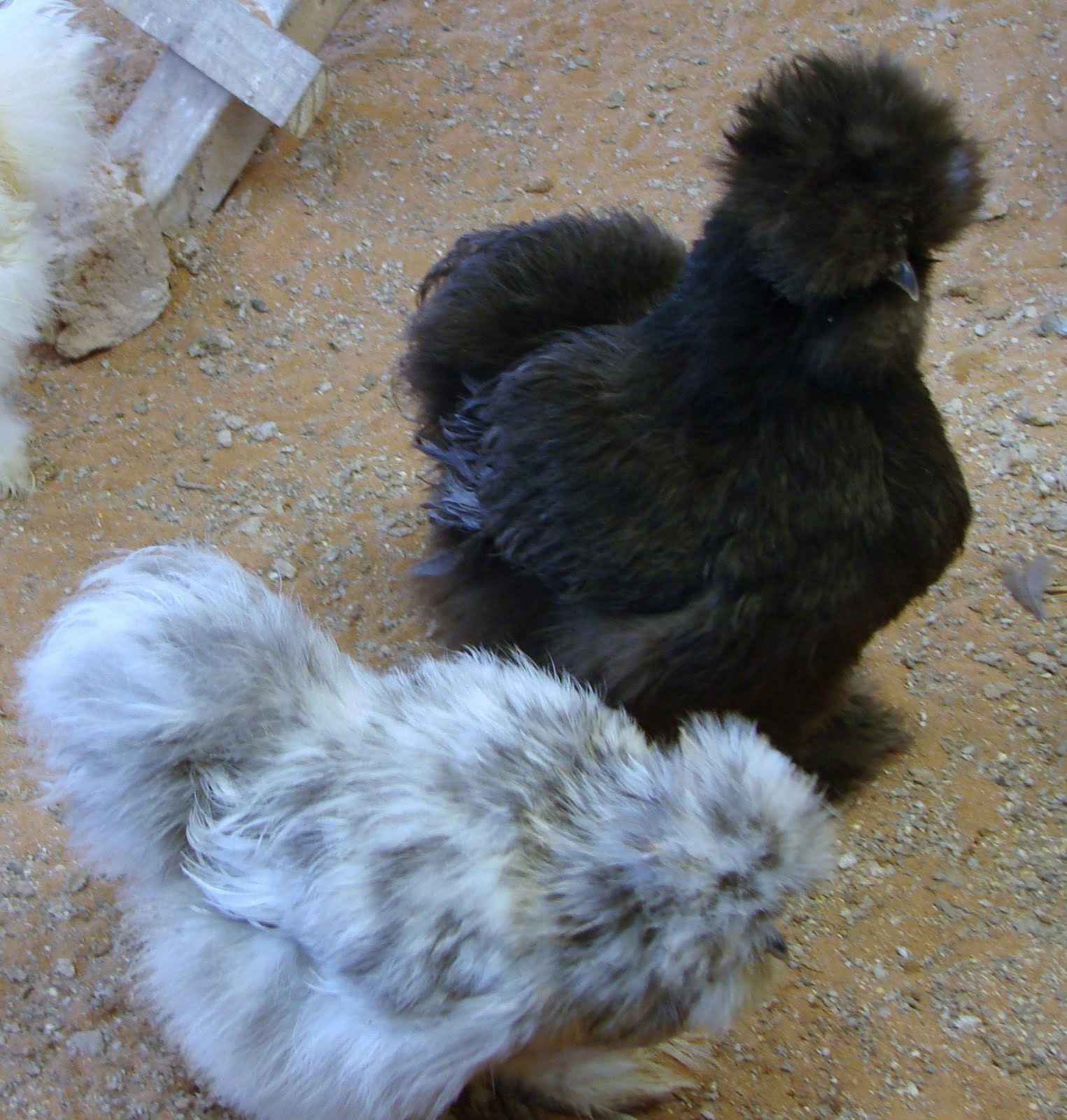 fowlsrus: Silkie/Showgirl