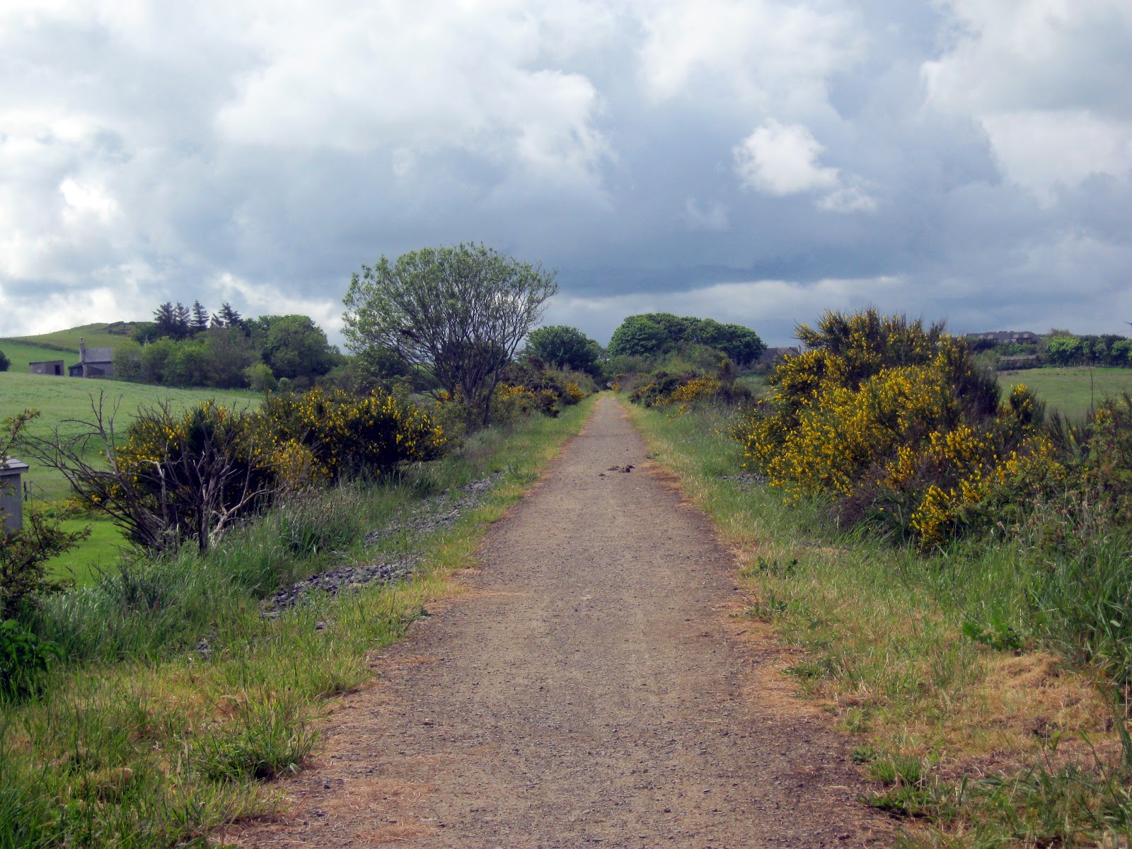 Walking The Line: Philorth Halt to Rathen Station: the first dog rose