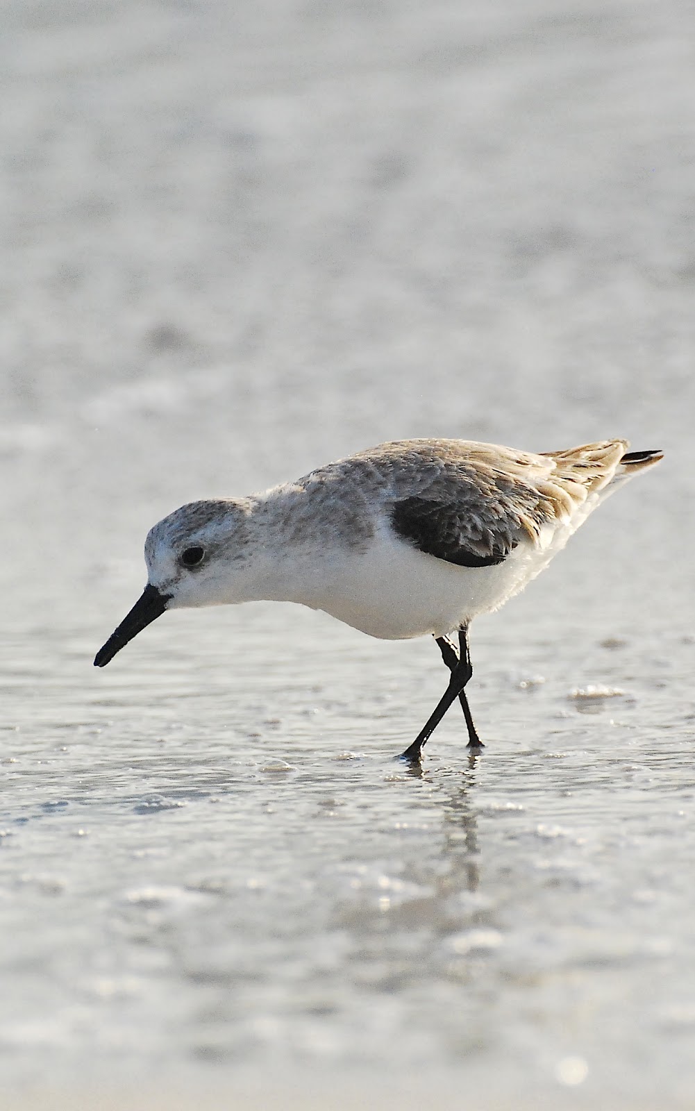 Bosque despierto: Playero blanco