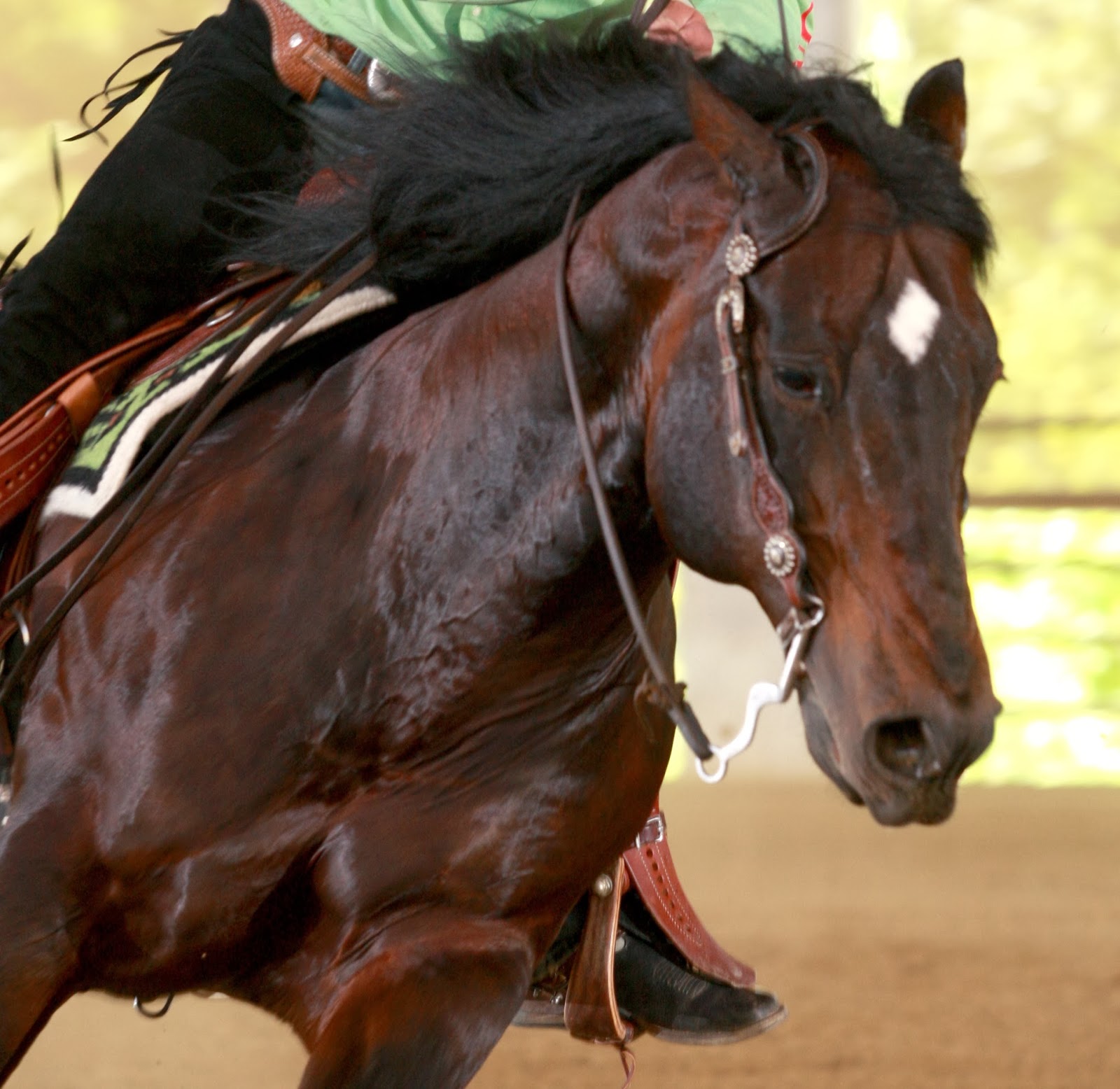 CAVALLI IN VENDITA: STAGIONE DI MONTA 2014 MIFILLENIUM