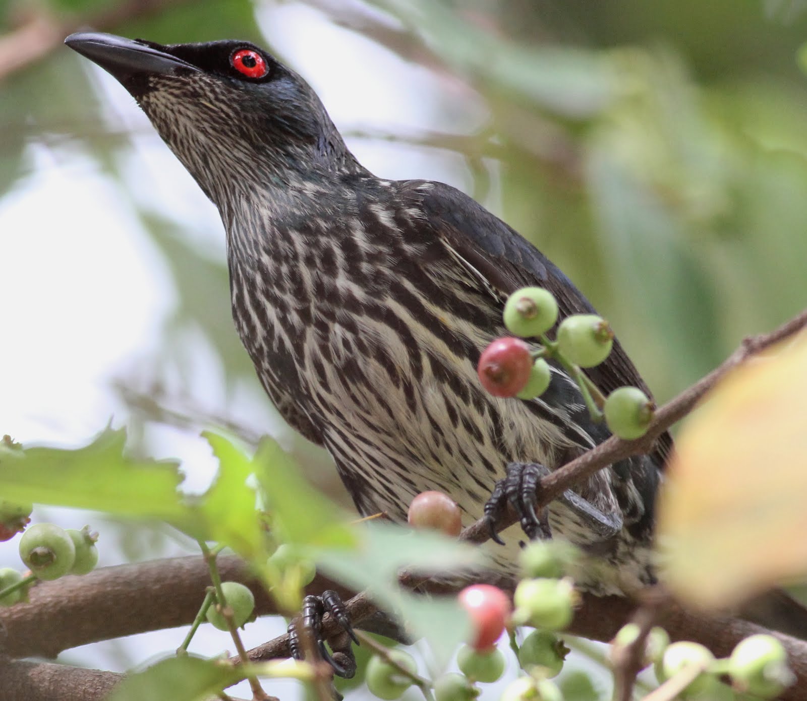 Ron-Nature-Adventures: Asian Glossy Starling