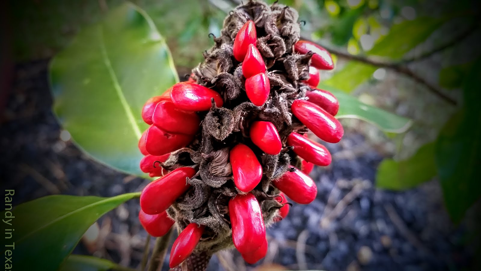 The Woodlands Texas Trees: Magnolia Fruit May Surprise You