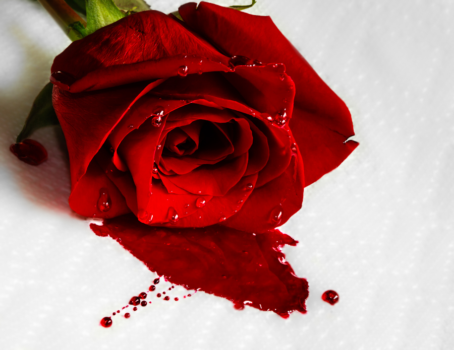 NAIT Photographic Technology: Evoke emotion using the colour red ...