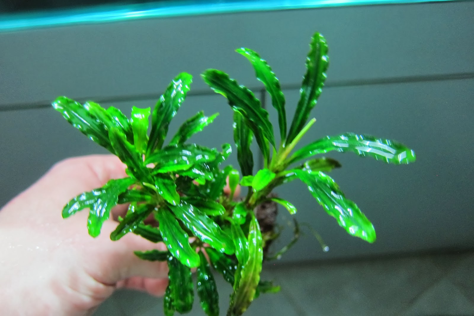 Bucephalandra : Bucephalandra sp. Green Velvet Leaf, Daerah Sanggau