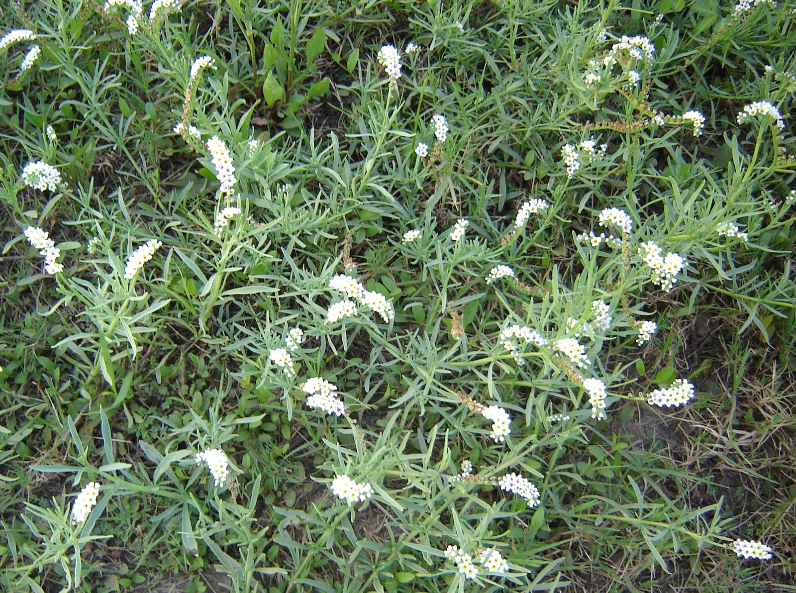 v e r d e c h a c o: Cola de gama / Escorpión / Alacranillo