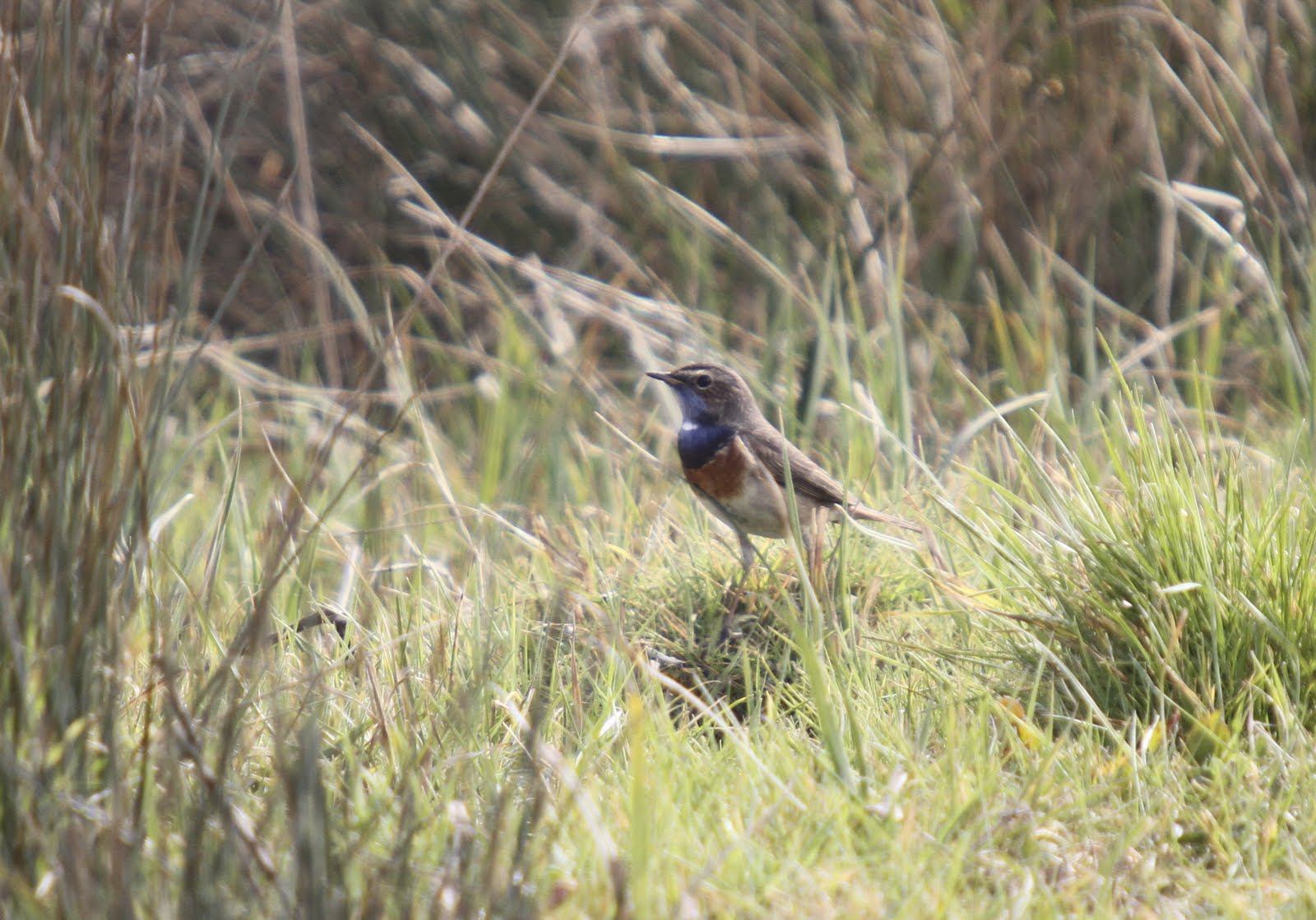 Lowestoft Birding: Union Jack bird!