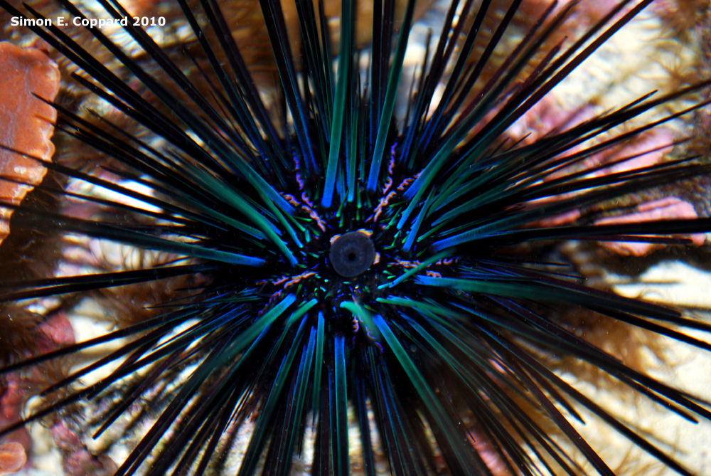Real Monstrosities: Black Long-spined Sea Urchin