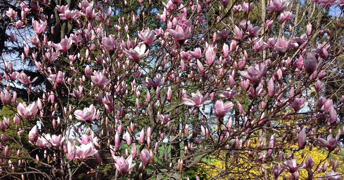 Olde Crow Primitives: MAGNOLIA BLOOMS
