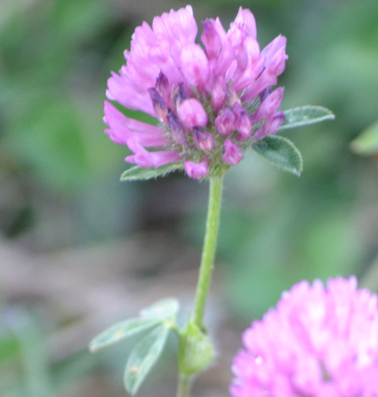 EN EL MONCAYO: Trébol Rojo (Trifolium pratense)