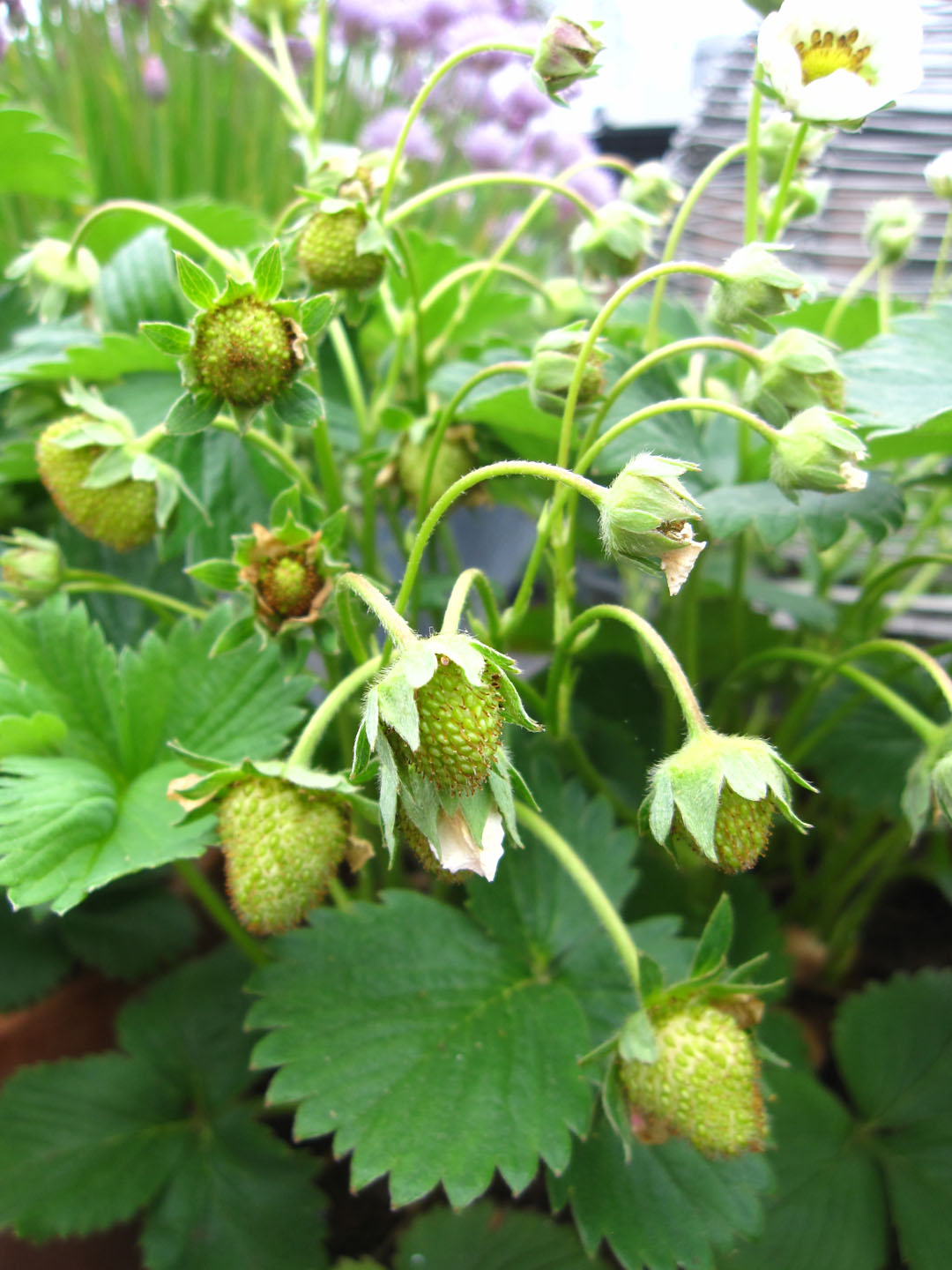 66 Square Feet (Plus): Green fruit