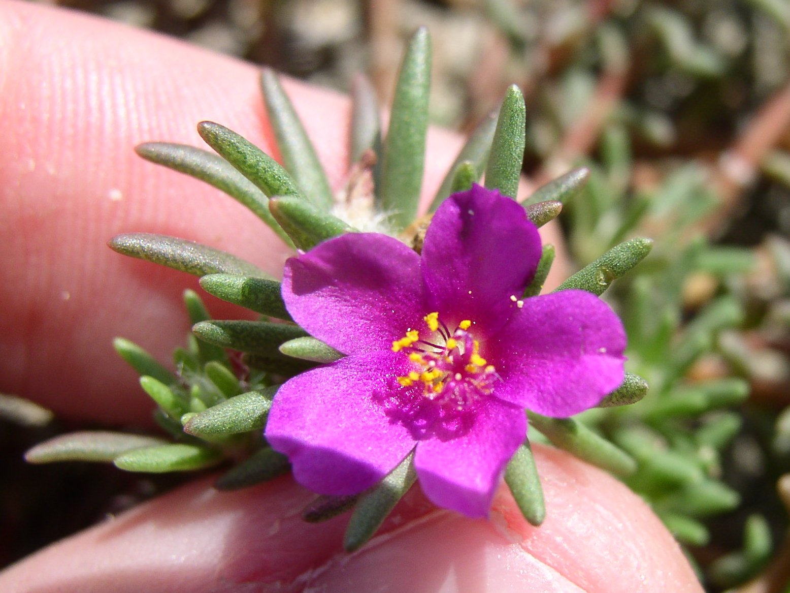 Flora de Puerto Rico Ilustrada Papo Vives: PORTULACACEAE PORTULACA DE PR