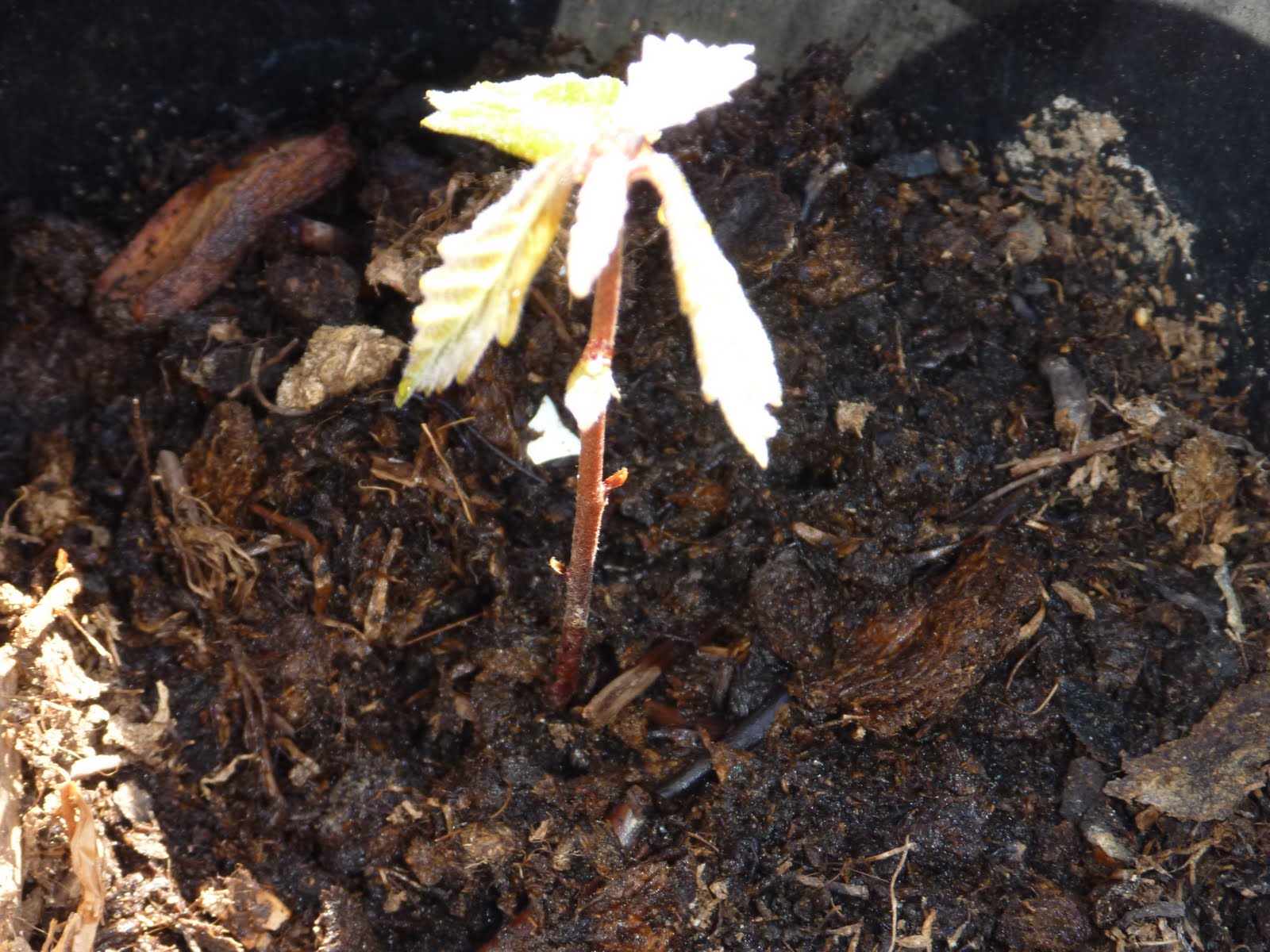 Seven Acre Ranch: White oak seedling