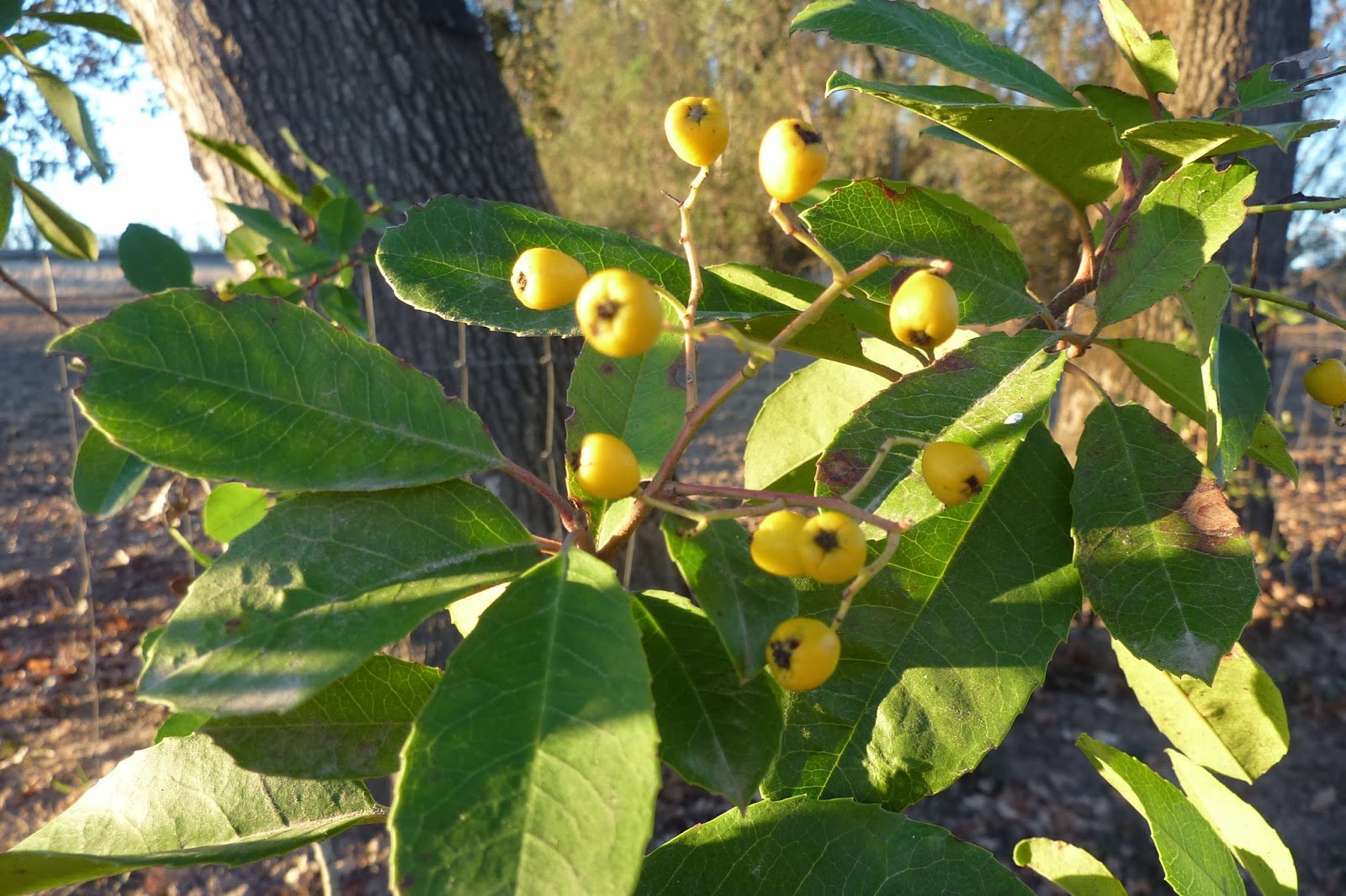 BE-ing Rooted: a Practice in Essential Living: December 2013