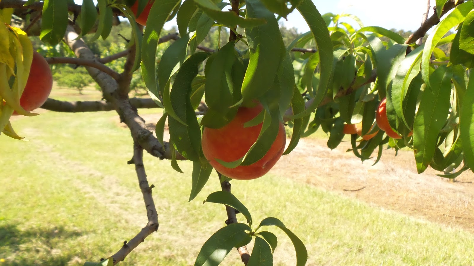 Louisiana Agritourism: Festival Celebrates Peach Harvest in Ruston