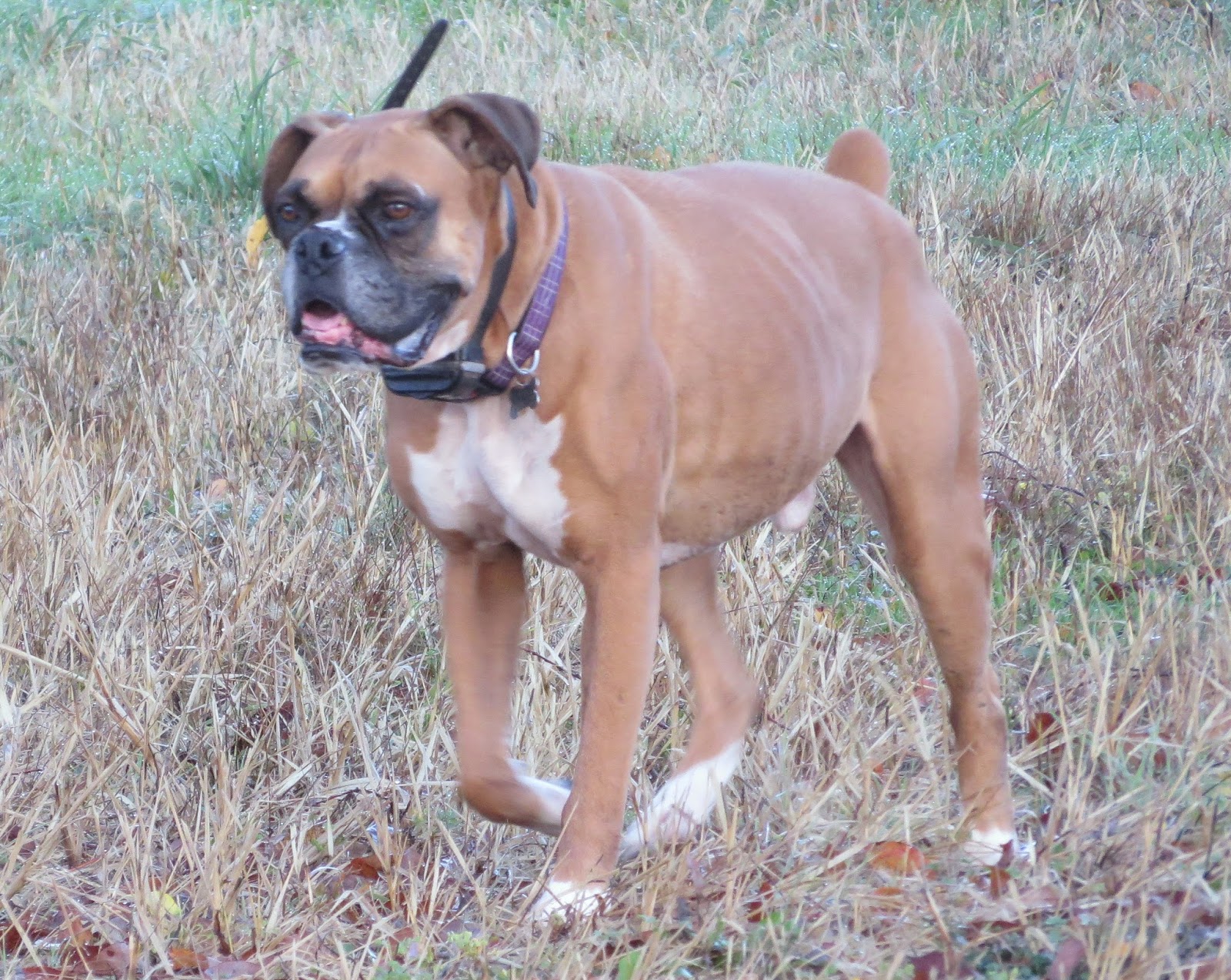 Threading the Dog: Billy Dog