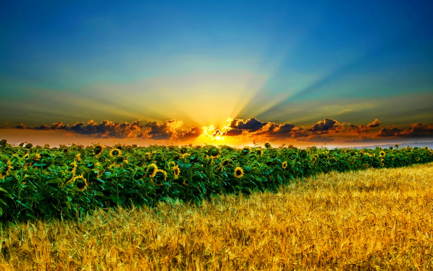 Free Wallpaper Background