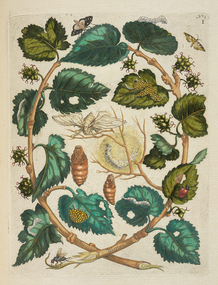 Un poco de literatura: Maria Sibylla Merian (1647-1717)