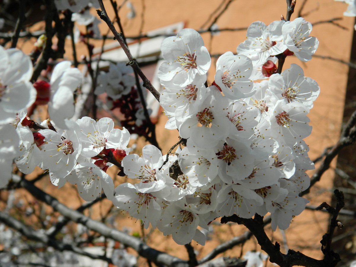 LA MULTI ANI, ROMANIA!: Pom inflorit