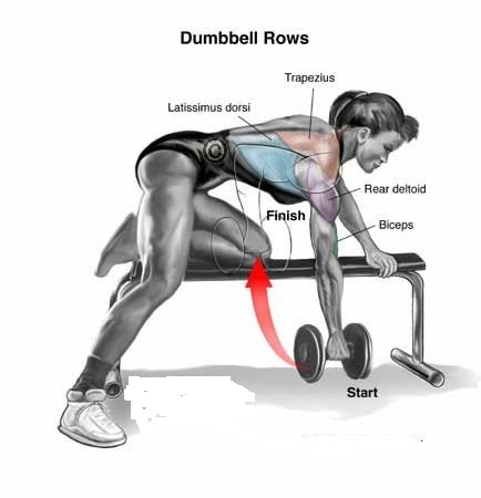 The Top Exercises For The back muscles ~ multiple fitness