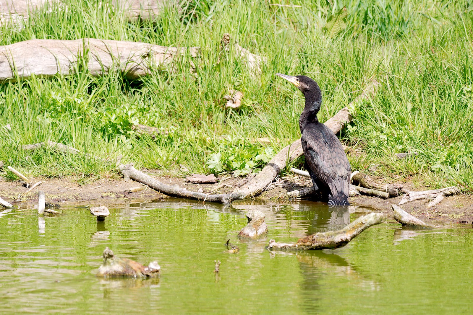 Picofnat: Michael`s Naturfotoblog: Vogelfotografie ::: Kormorane bei ...
