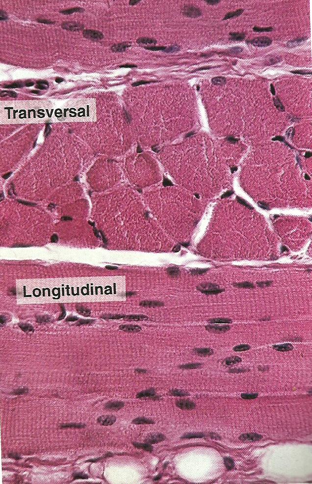 Histologia: Tecido Muscular