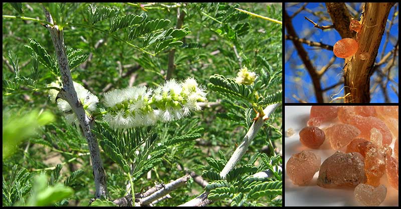 Gum Acacia (Acacia Senegal (L.) Willd) And Its Health Benefits | Dr ...