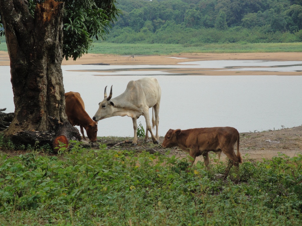 Mon séjour au Congo-Brazzaville: Bétou