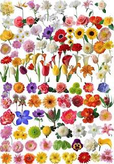Las Flores: Tipos De Flores