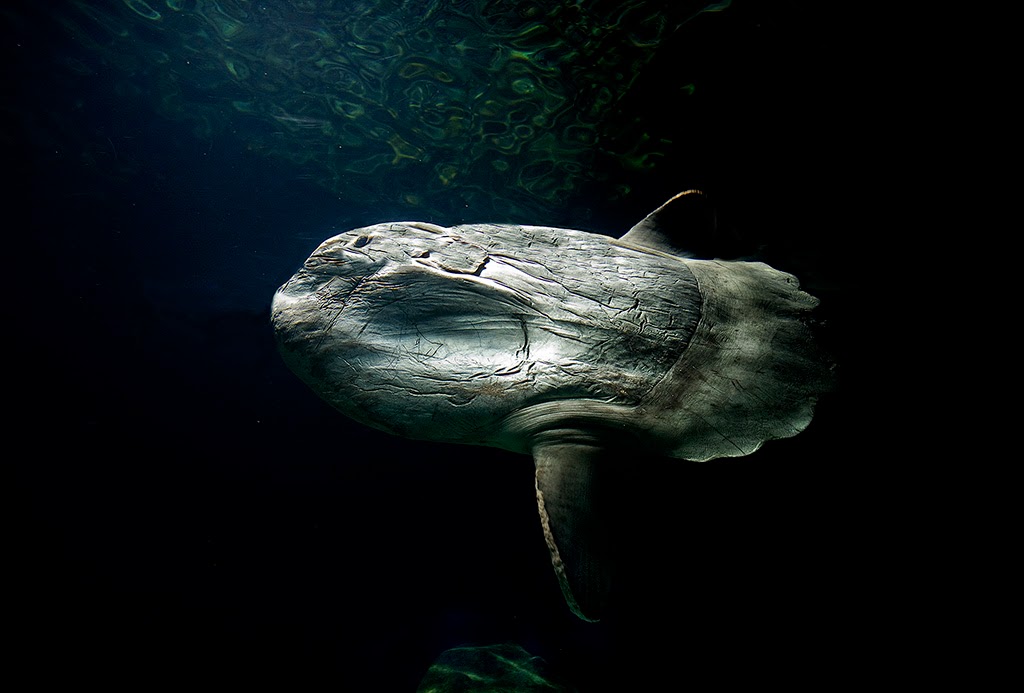 Artes de Pesca: EL PEZ LUNA