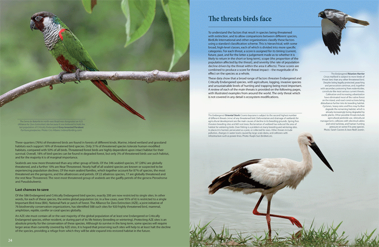 Birds from Behind : The World's Rarest Birds...