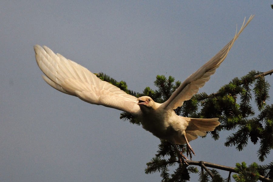 White Wolf : 10 pictures of the extremely rare and legendary creature ...