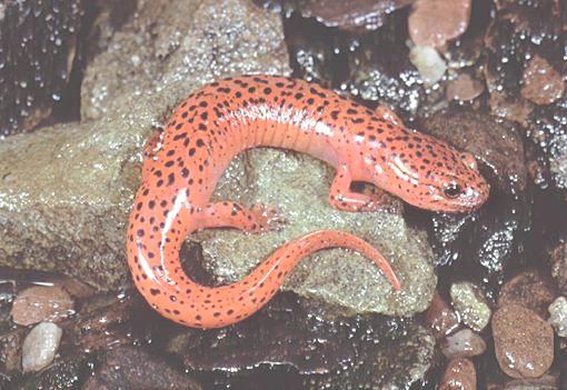 Blog Belajar IPA SMP: Salamander Raksasa Fosil Hidup Amphibia